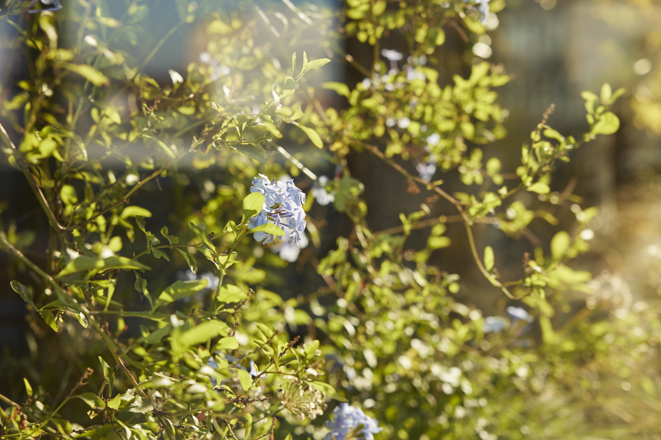 Menu - Horto Restaurant Milano | 1 Stella MICHELIN